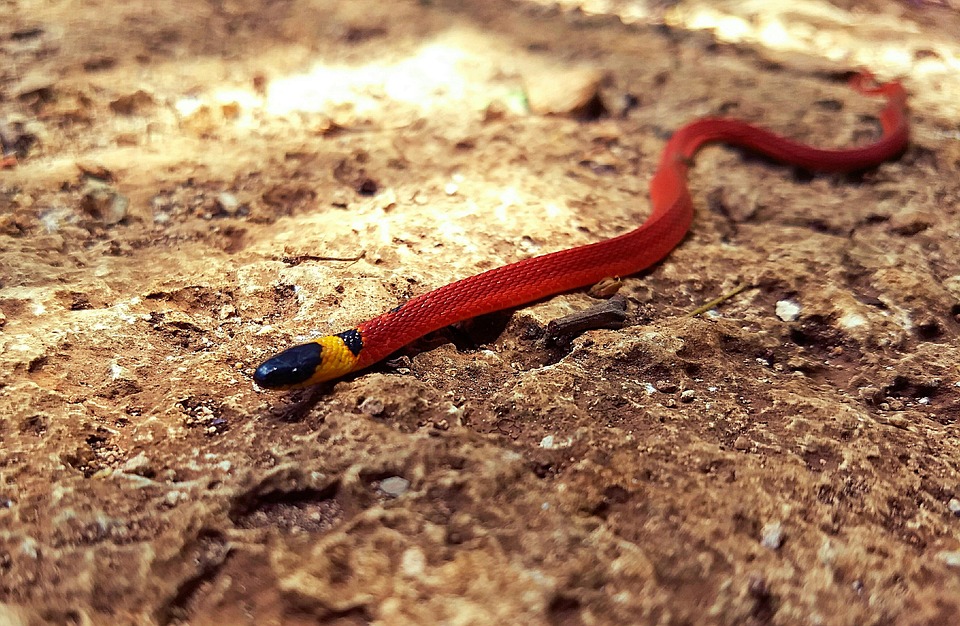 Snake Ninia Sebae - Free photo on Pixabay - Pixabay