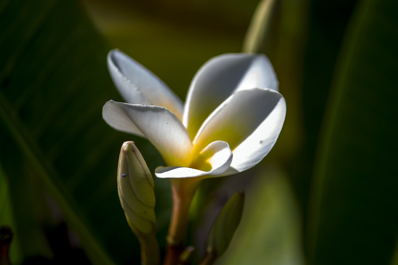 Fleur Fleurs La Nature - Photo gratuite sur Pixabay - Pixabay