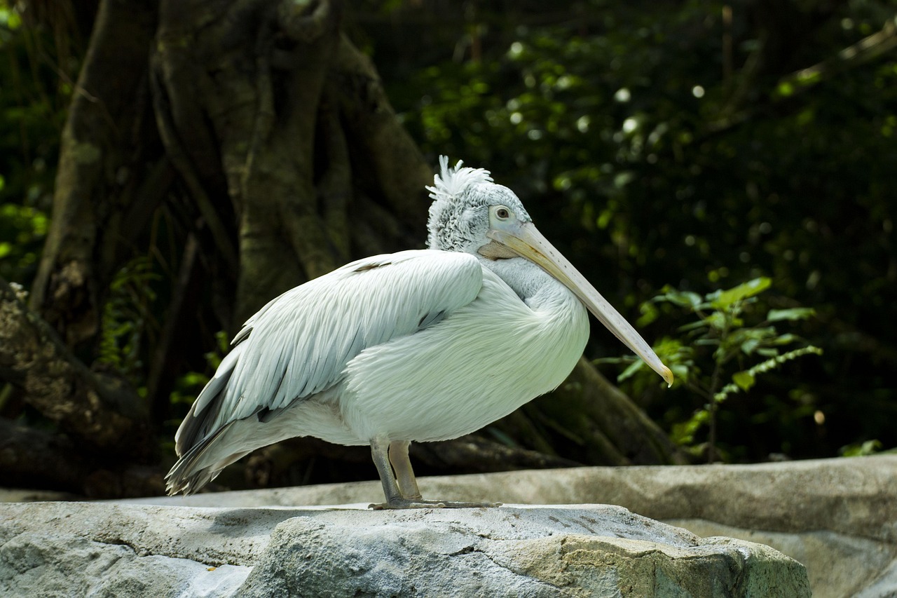 Mais de 3.000 imagens grátis de Pelican În Picioare e Pelicano - Pixabay