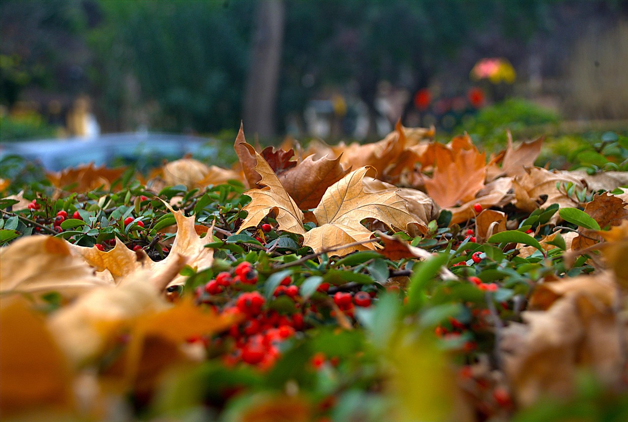 100+ gratis Verlof- en Natuur-foto's - Pixabay