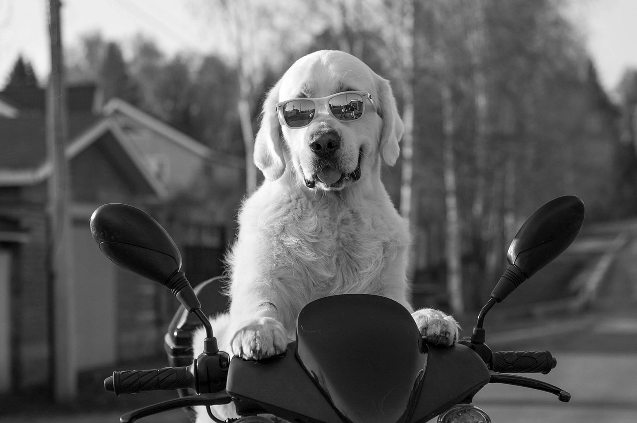 20,000+ Free Doggie Style & Doggie Images - Pixabay