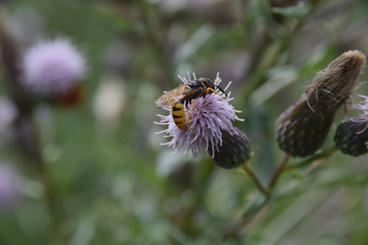 Avispa Insecto Macro El - Foto gratis en Pixabay - Pixabay