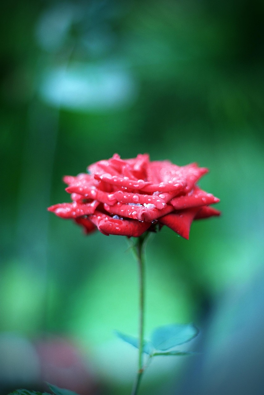 Mawar Naik Bunga - Foto gratis di Pixabay - Pixabay