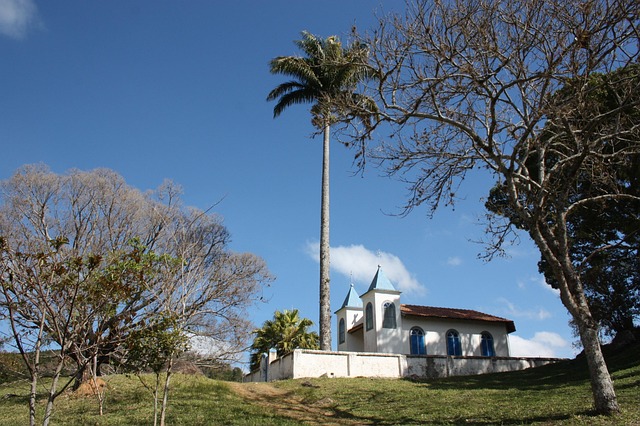 Church Palm Trees Bush - Free photo on Pixabay - Pixabay