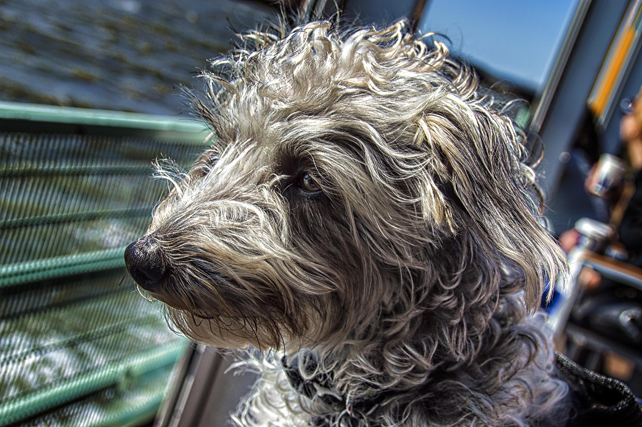 Perro Desaliñado Linda - Foto gratis en Pixabay - Pixabay