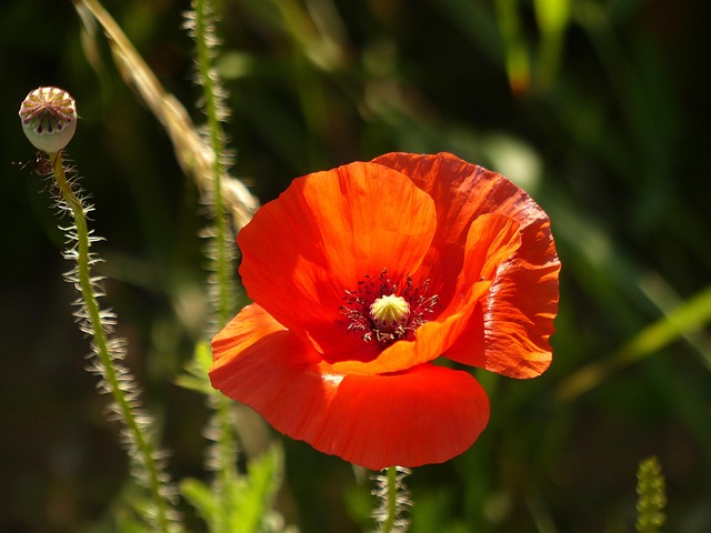 Opium Mekar Bunga Poppy - Foto gratis di Pixabay - Pixabay