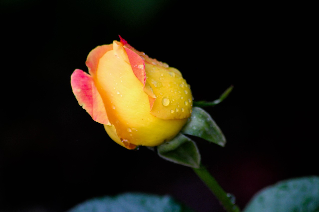 500+ Free Rosebud & Rose Images - Pixabay