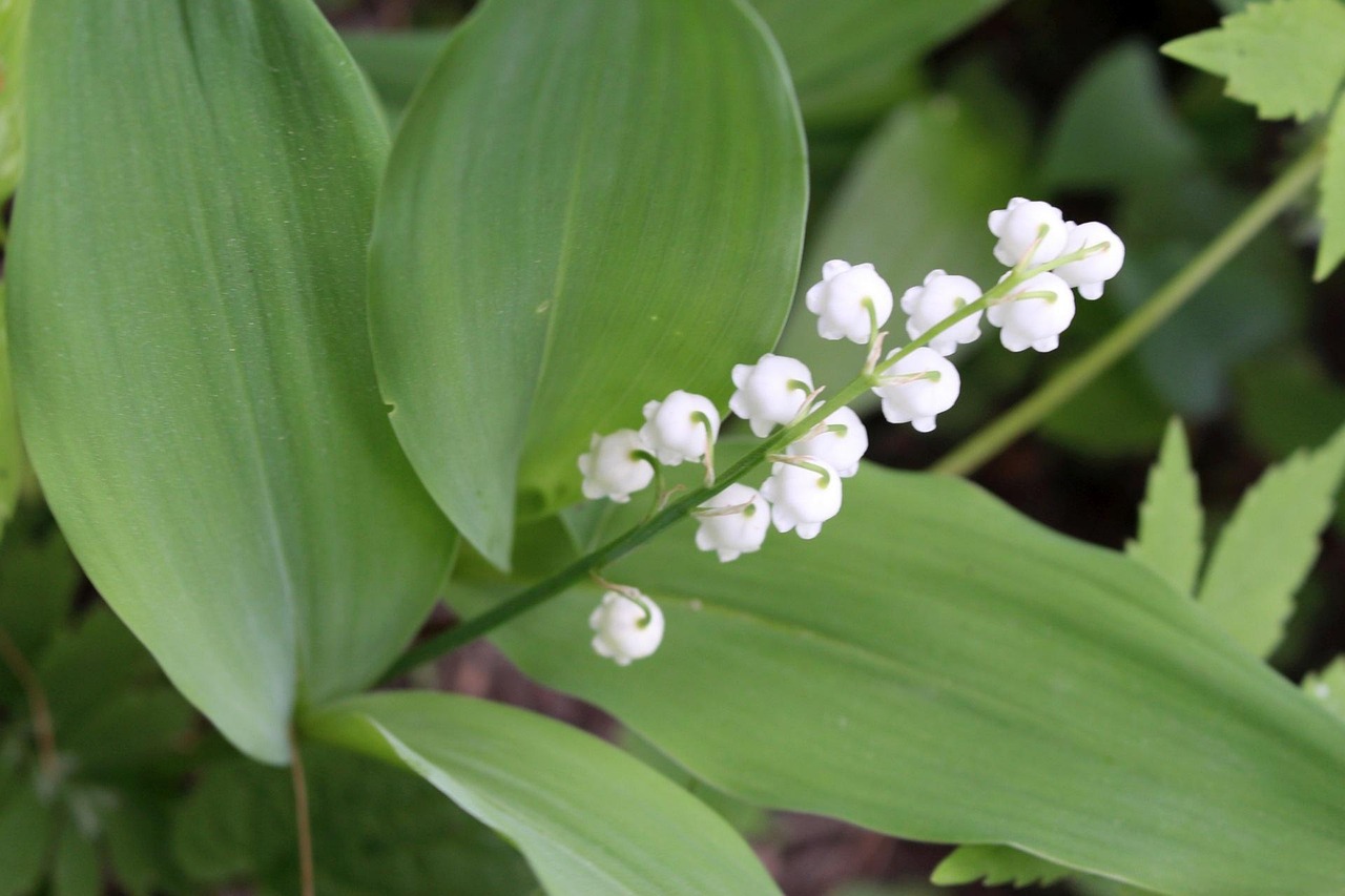 Plantas Flor Lírio Do Vale - Foto gratuita no Pixabay - Pixabay