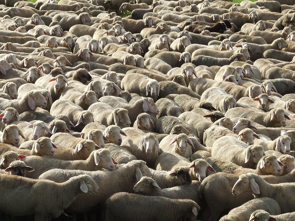 Flock Of Sheep Shepherd - Free photo on Pixabay