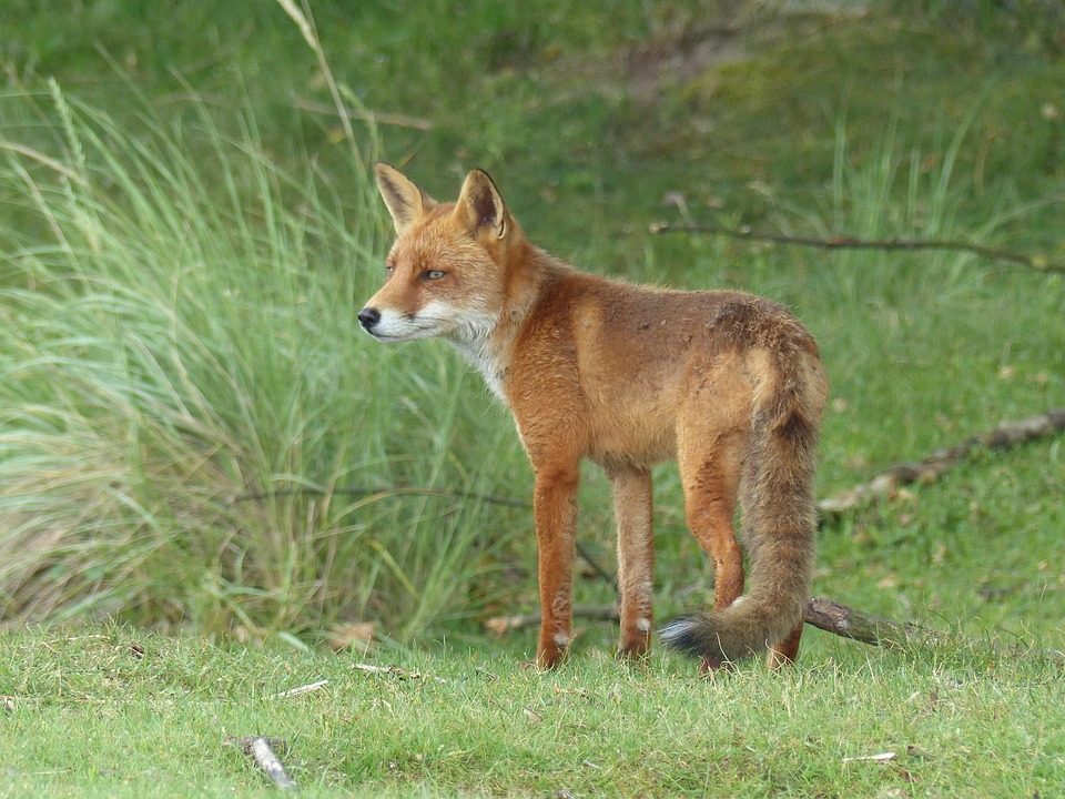 Natur Niederlande Fuchs - Kostenloses Foto auf Pixabay