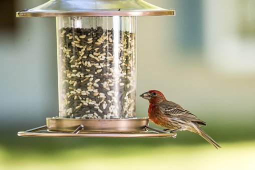 30+ Free House Finch & Bird Images - Pixabay