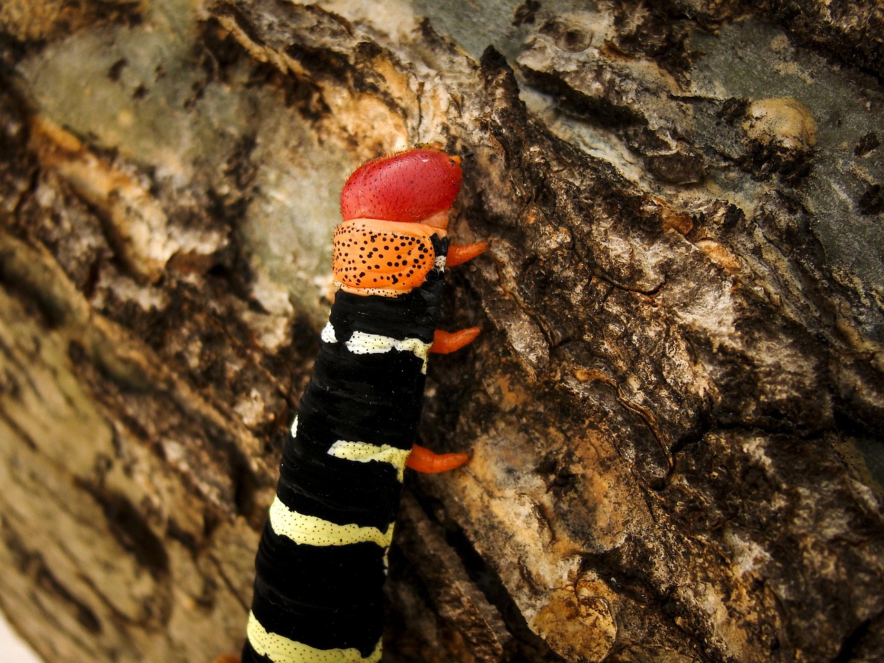 Insecto Oruga - Foto gratis en Pixabay - Pixabay