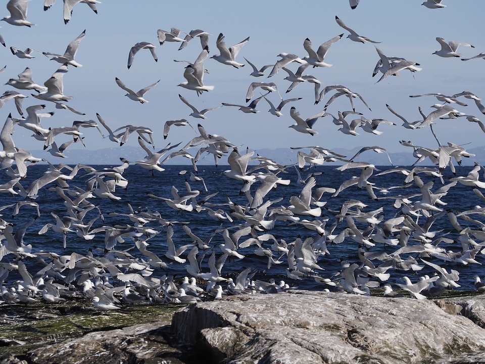 Burung Laut Seagull - Foto gratis di Pixabay - Pixabay