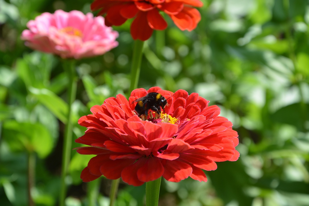 Fleur Rouge Nature - Photo gratuite sur Pixabay - Pixabay