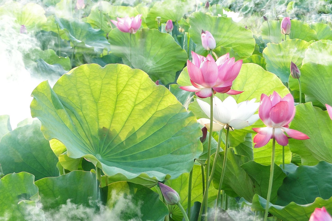 10,000+ Lotus Flower Pictures and Photos in Hi-Res - Pixabay