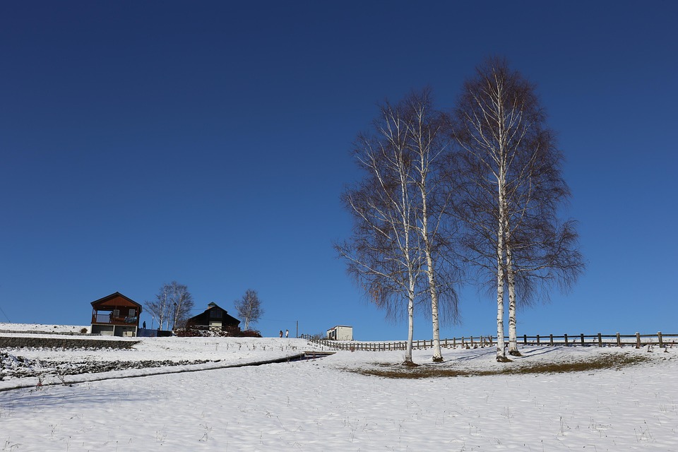 Hokkaido Tree - Free photo on Pixabay
