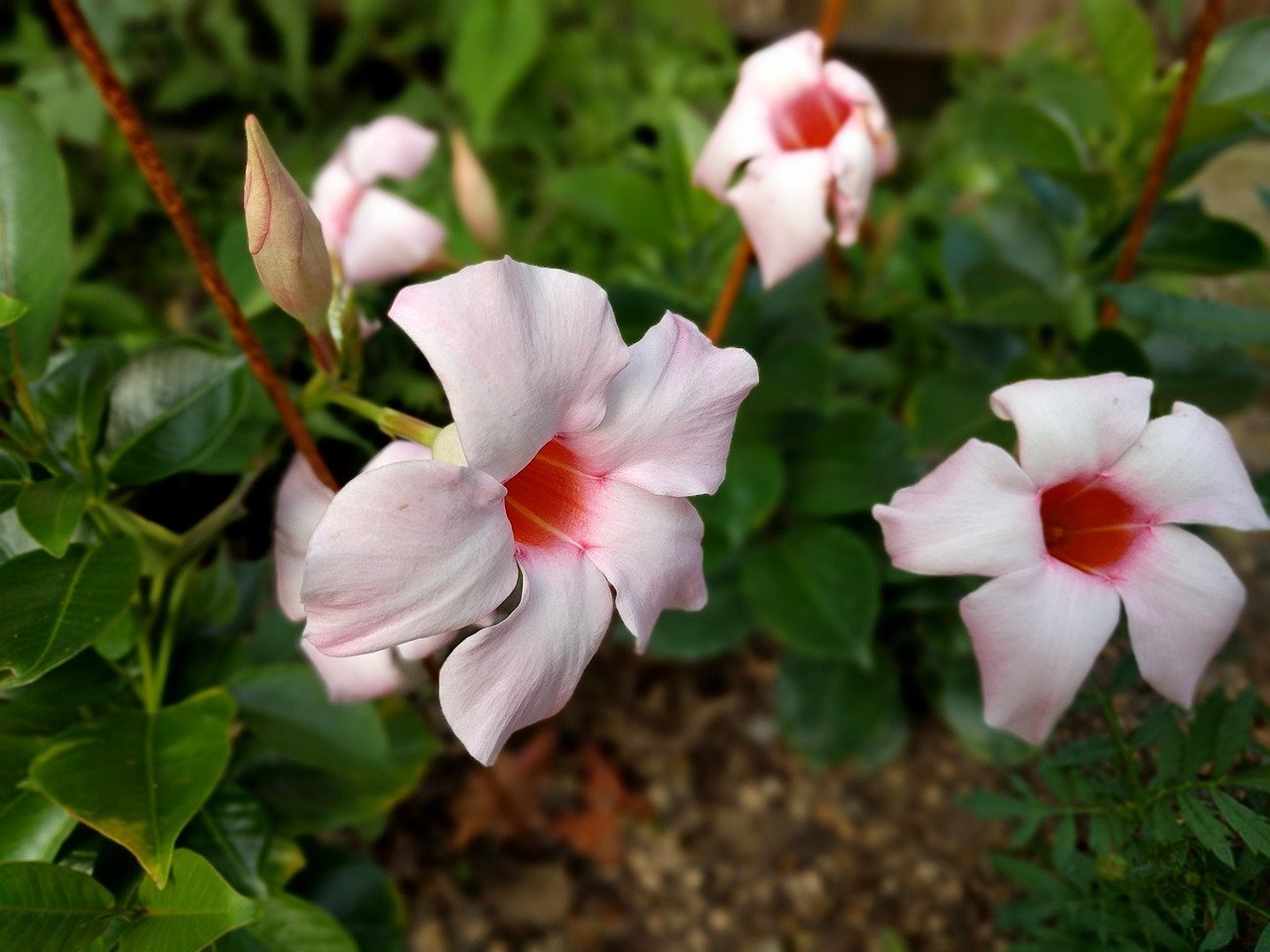 Fleur Fleurs - Photo gratuite sur Pixabay - Pixabay