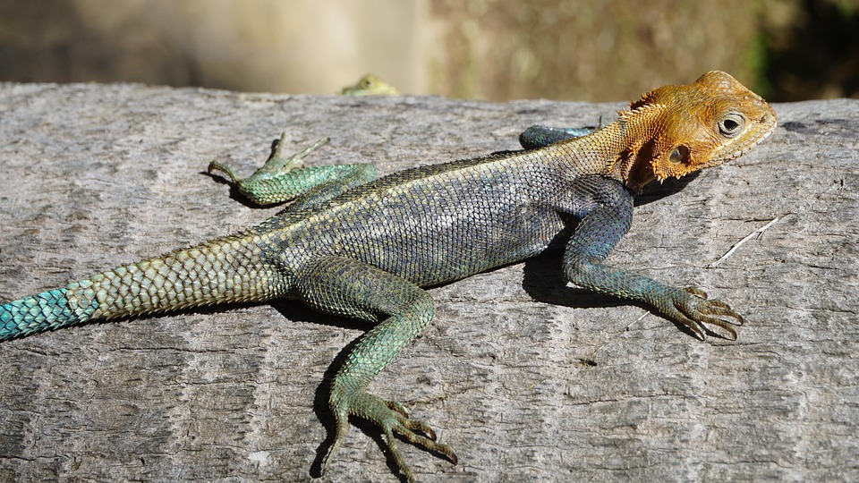 Animal Lizard Animals Bask In The - Free photo on Pixabay - Pixabay