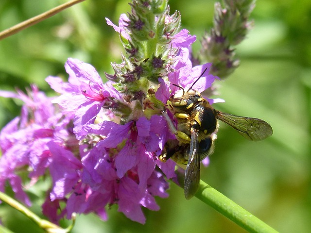 Hornet Flower Suck - Free photo on Pixabay - Pixabay