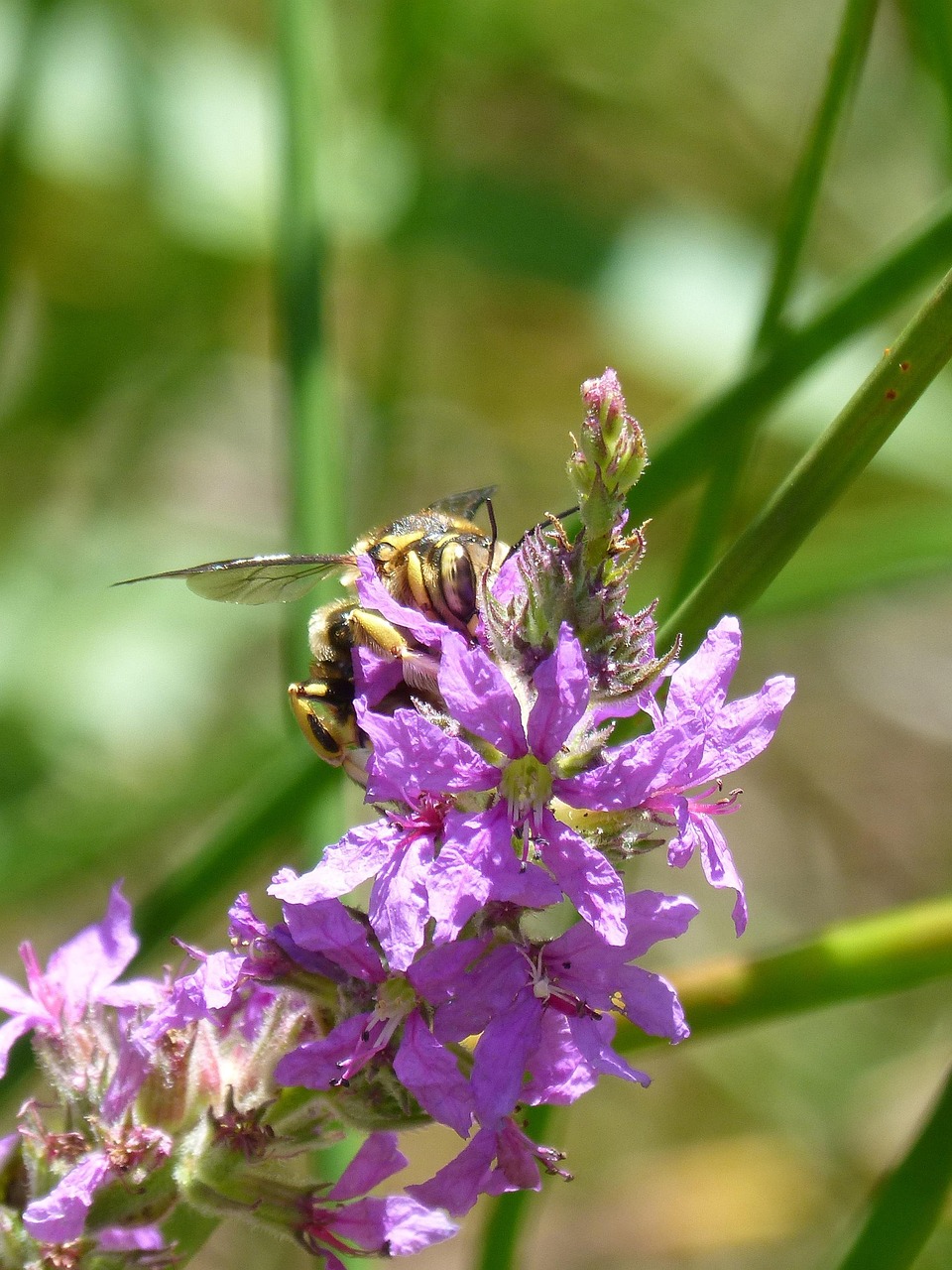 Hornet Flower Suck - Free photo on Pixabay - Pixabay