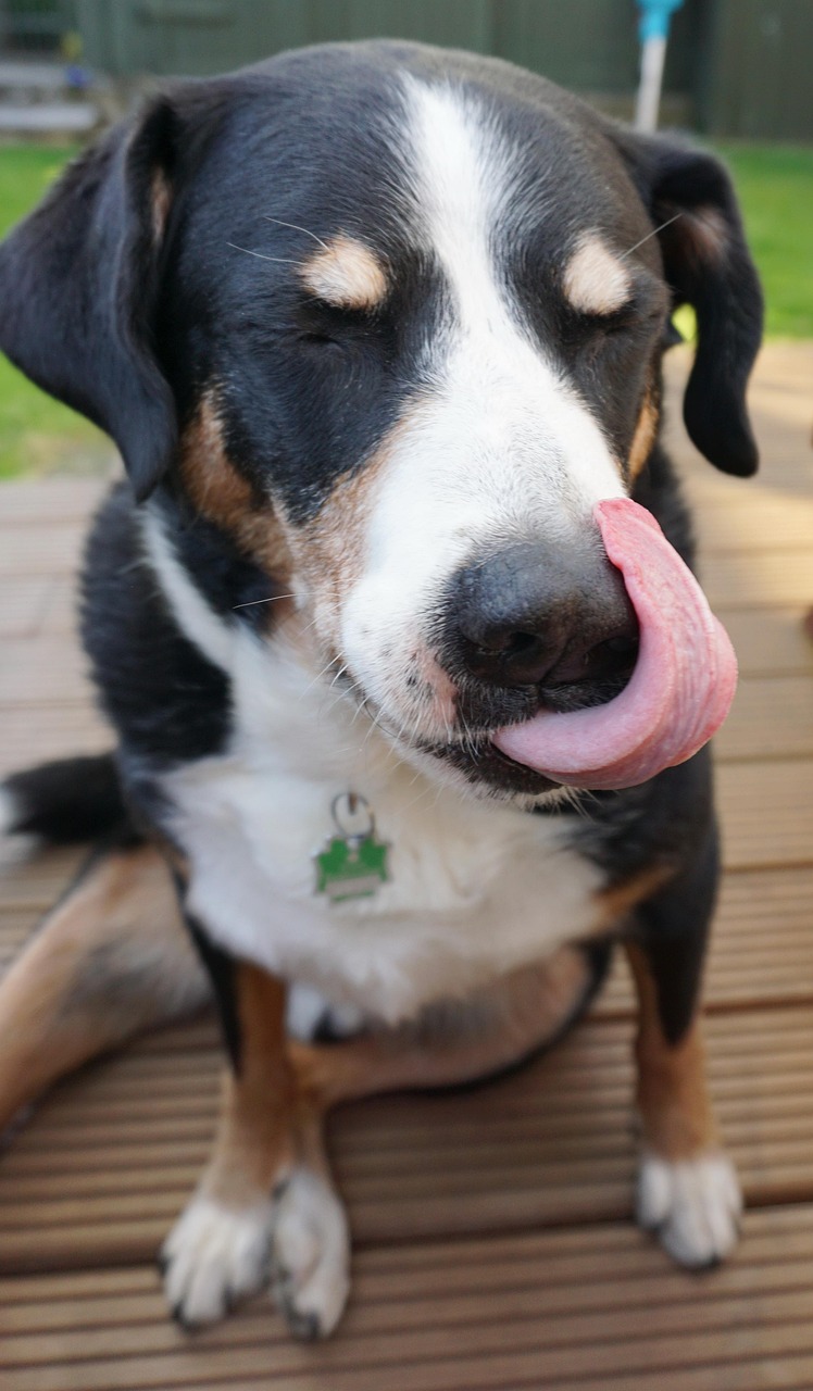 Cachorro Animal Doméstico - Foto gratuita no Pixabay - Pixabay