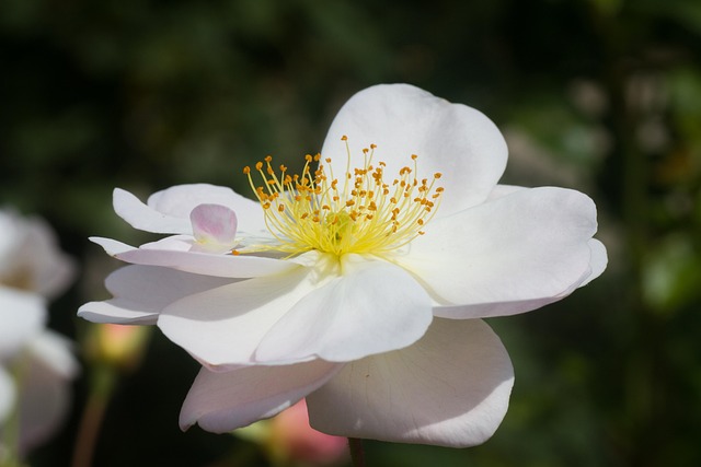Des Roses Rose Blanche - Photo gratuite sur Pixabay - Pixabay