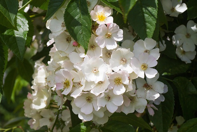 Des Roses Rose Blanche - Photo gratuite sur Pixabay - Pixabay