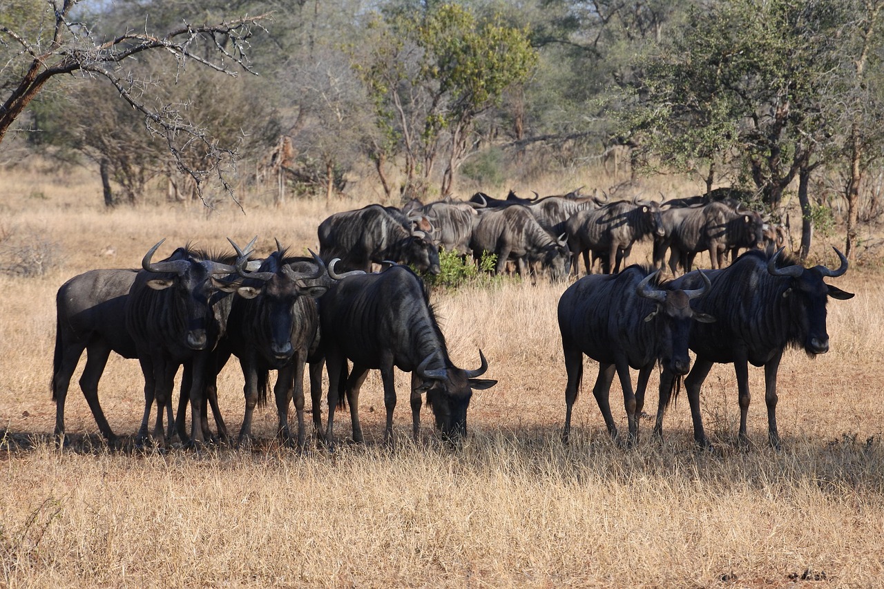 Wildebeest Africa Safari - Free photo on Pixabay - Pixabay