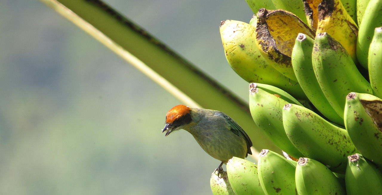 La Nature Des Oiseaux - Photo gratuite sur Pixabay - Pixabay