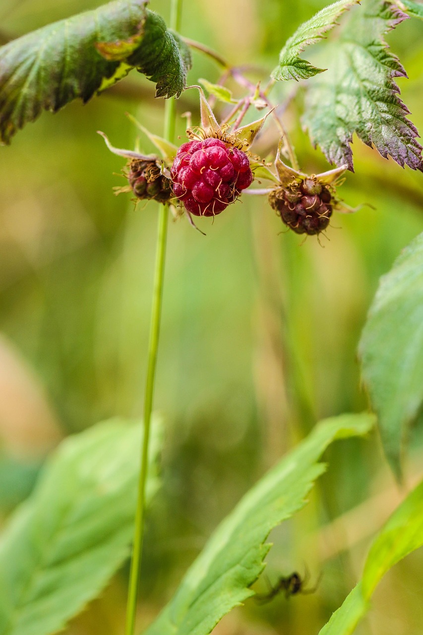 Frutos Silvestres Baga Natureza - Foto gratuita no Pixabay - Pixabay