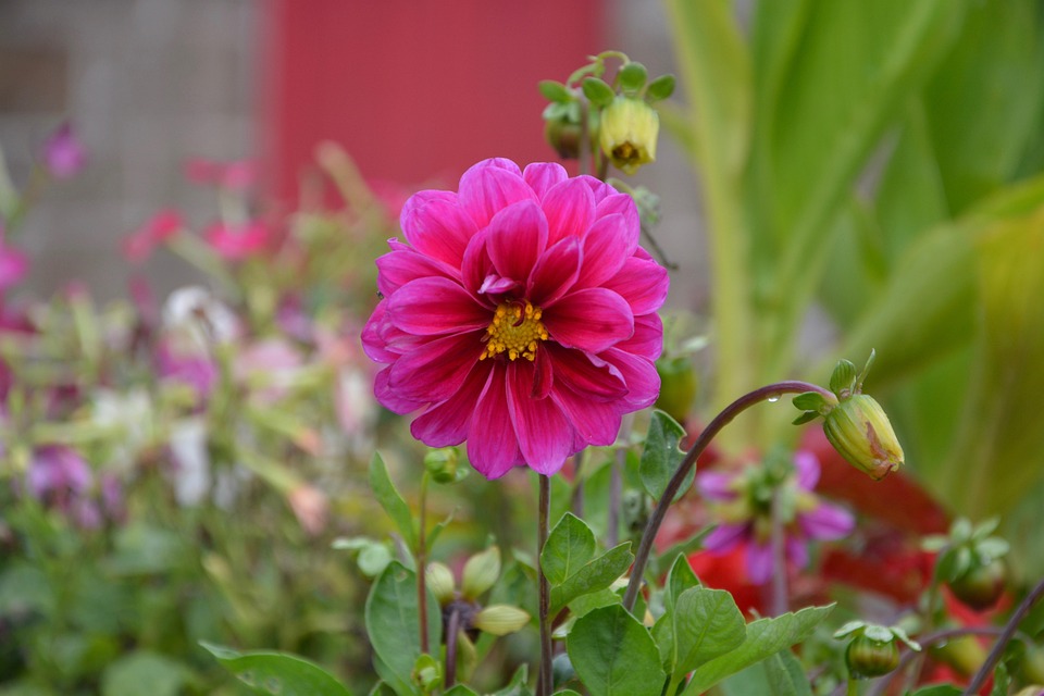 Flower Fuchsia Pink Dahlia Petals - Free photo on Pixabay - Pixabay