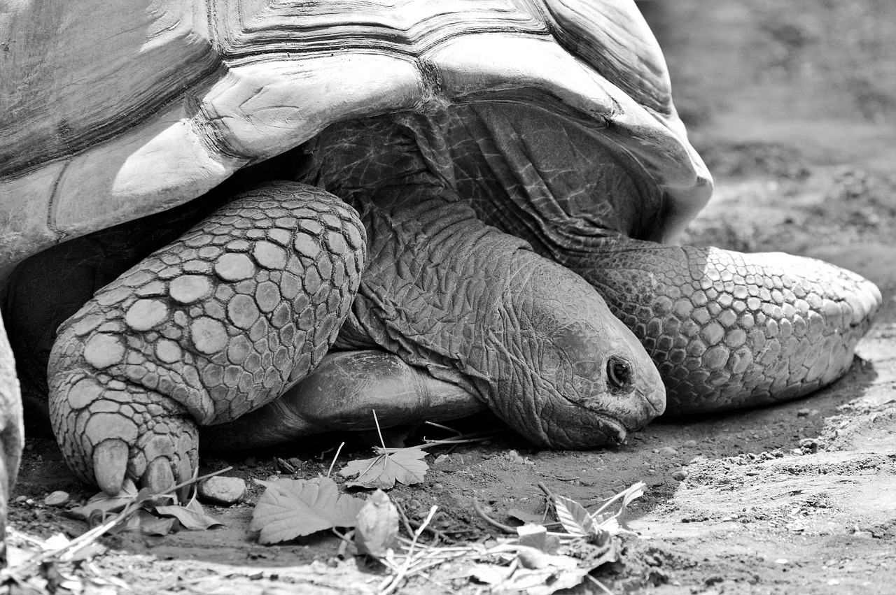 Tortuga Reptil Concha De - Foto gratis en Pixabay - Pixabay
