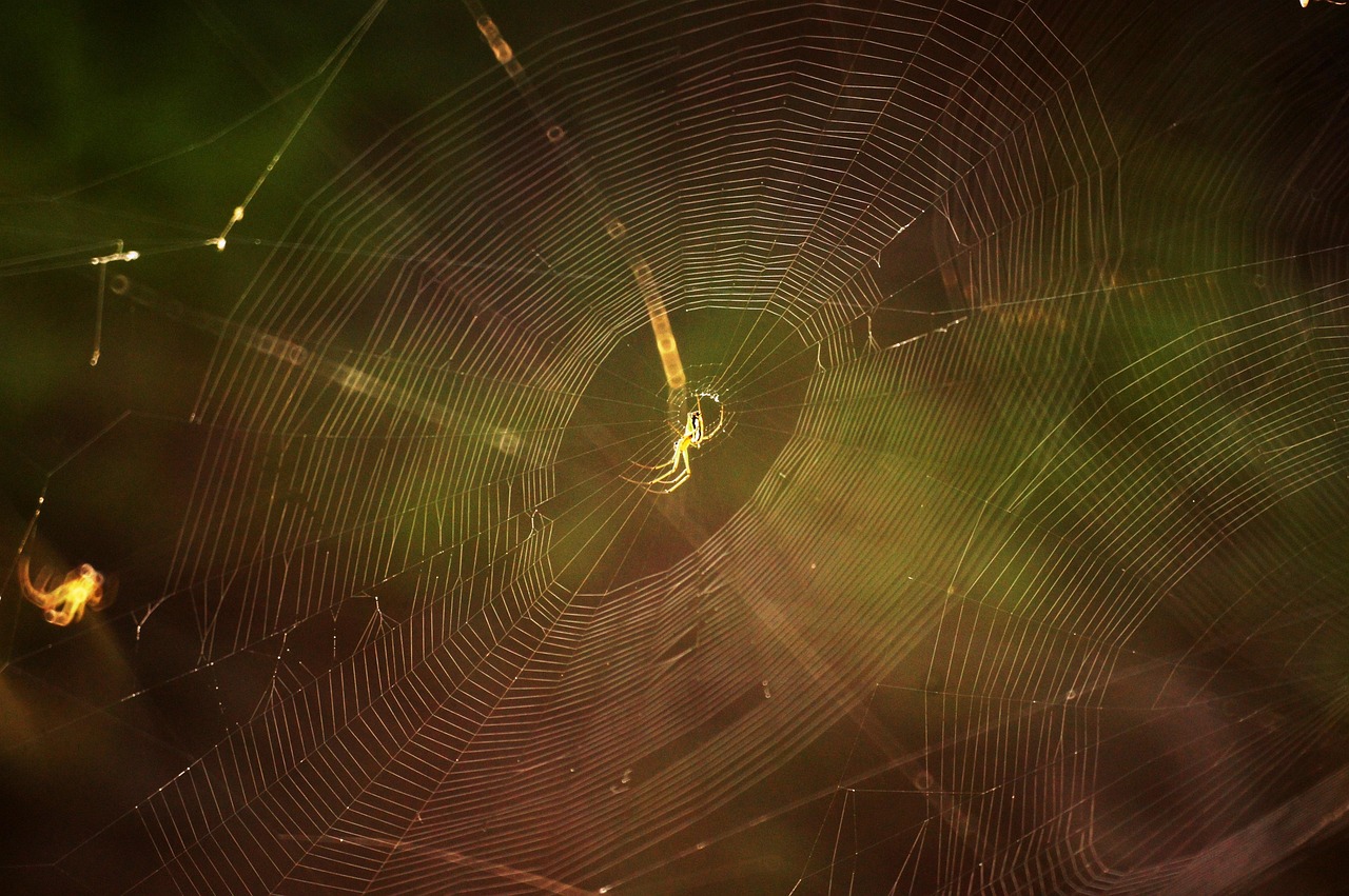 Nature Arachnid Spiders Web - Free photo on Pixabay - Pixabay