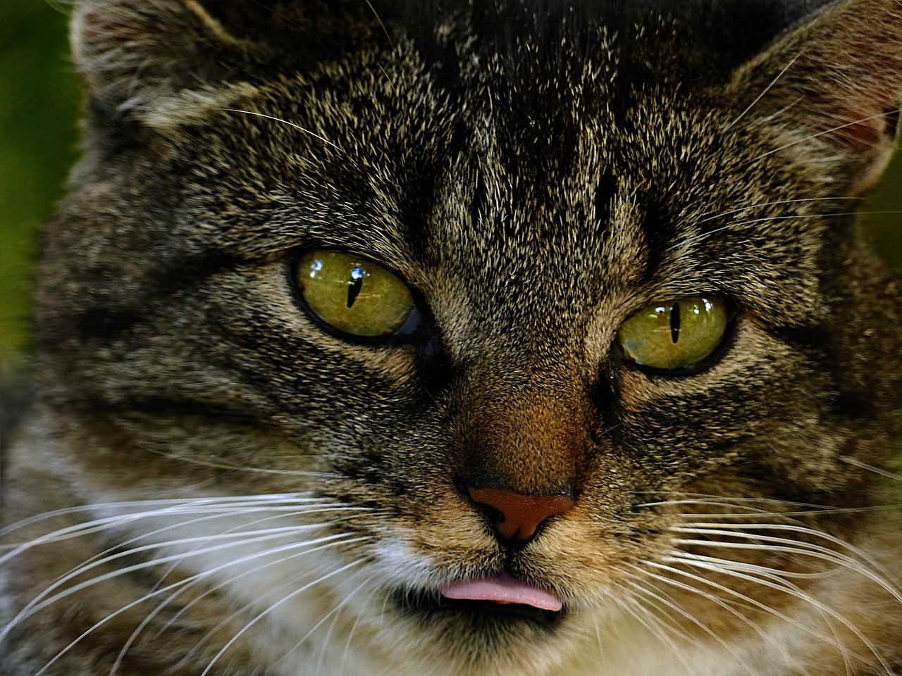 Animal Cat Domestic Felis - Free photo on Pixabay