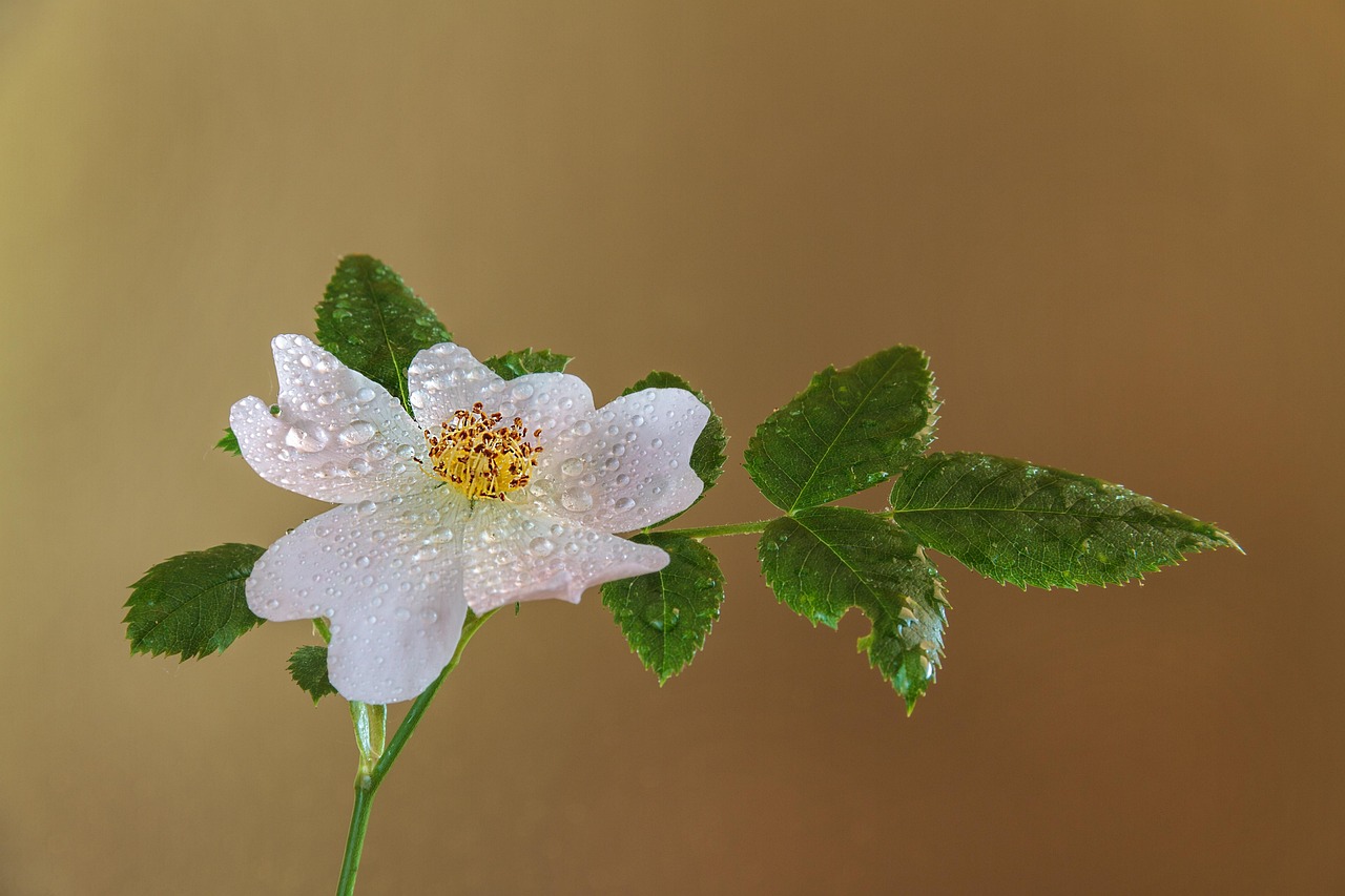 Flor Flecha - Foto gratuita no Pixabay - Pixabay
