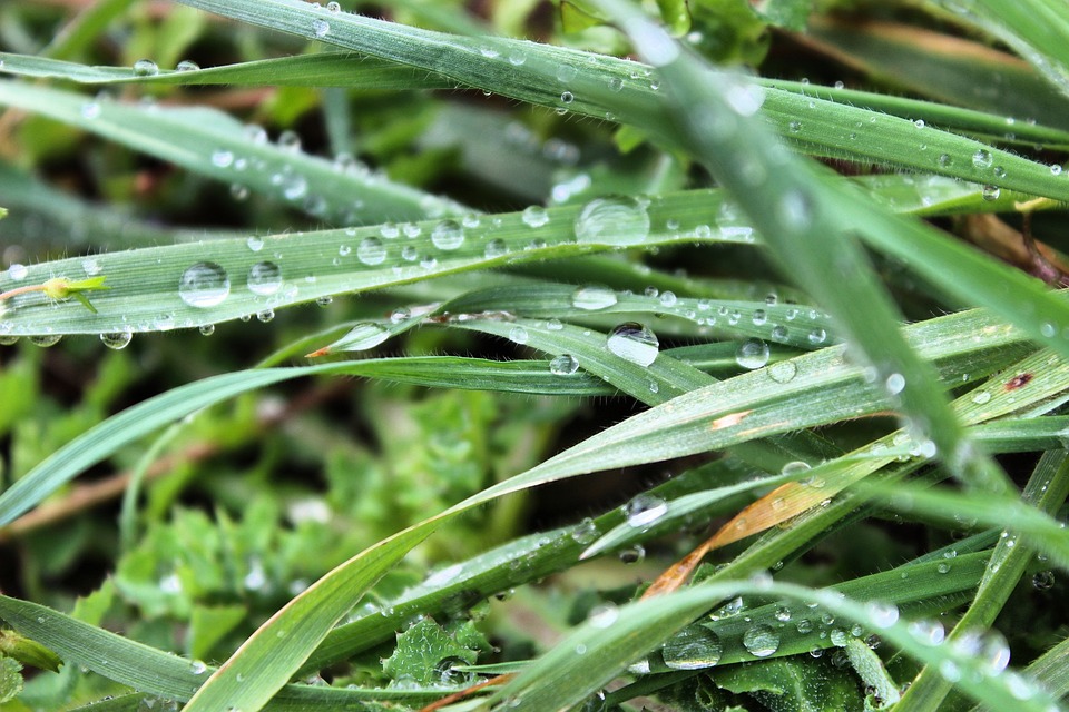 Rain Grass Kocaeli - Free photo on Pixabay - Pixabay