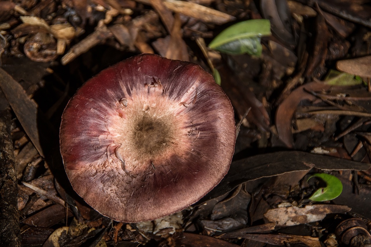 Fungus Brown Mushroom - Free photo on Pixabay - Pixabay