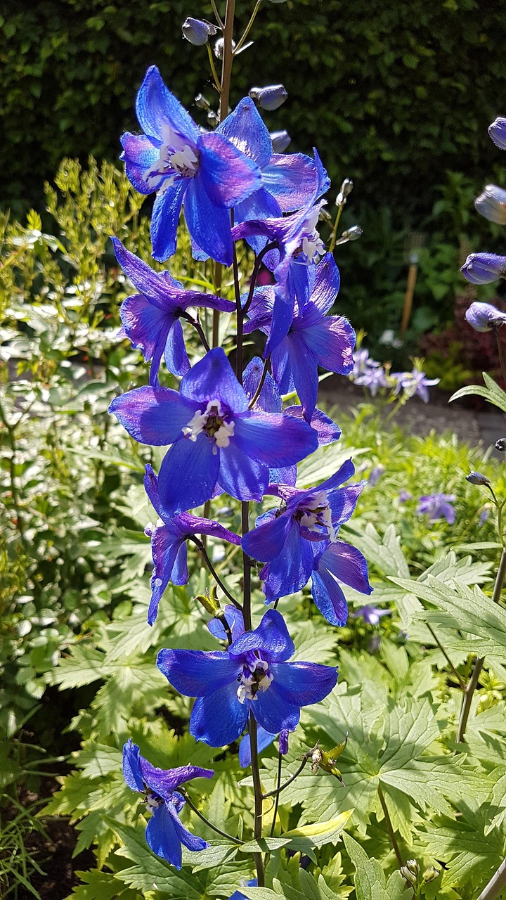 100+ Free Larkspur & Delphinium Photos - Pixabay