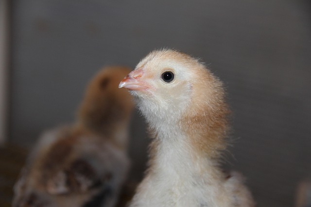 Chick Chicken Bird Domestic - Free photo on Pixabay - Pixabay