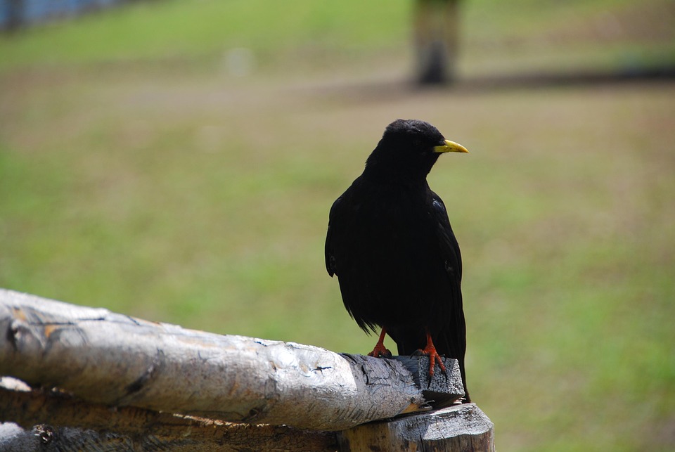 Chough 鸟 山 - Pixabay上的免费照片 - Pixabay