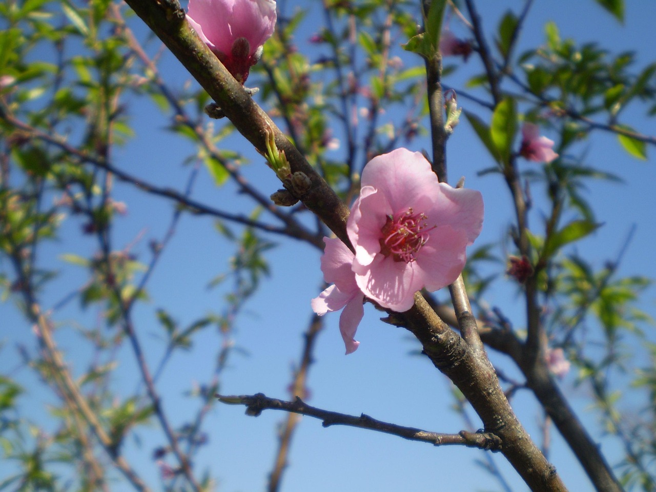 20,000+ Free Pink Peach & Nature Images - Pixabay