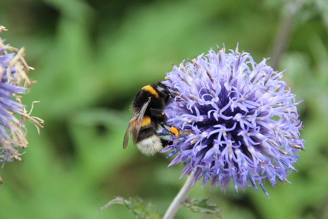 Bumblebee Insect Pollination - Free photo on Pixabay - Pixabay