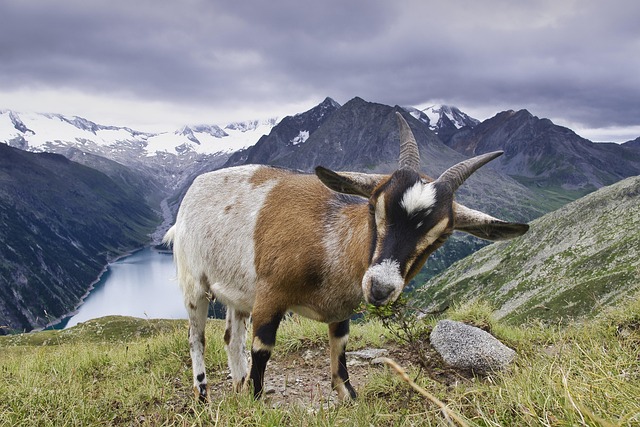 Ziege Tirol Tier - Kostenloses Foto auf Pixabay