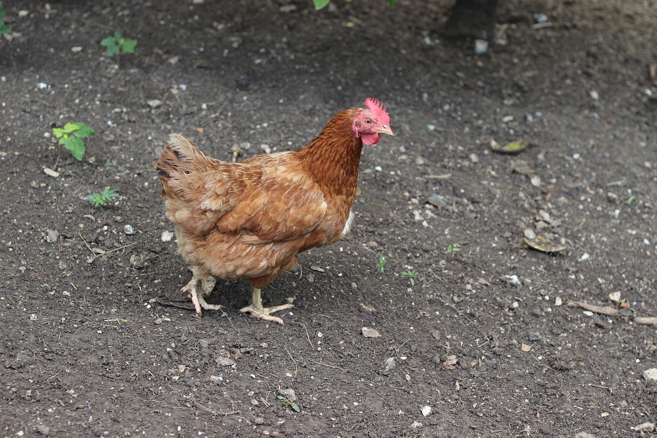 Hen Hens Rooster - Free photo on Pixabay - Pixabay