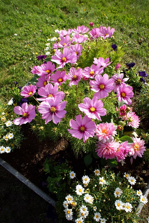 Flor Del Cosmos Planta - Foto gratis en Pixabay - Pixabay