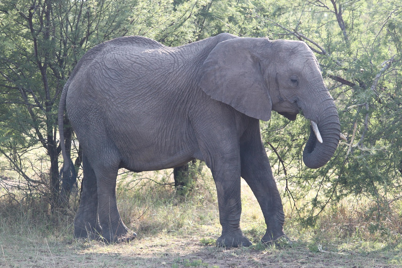 L'Éléphant Afrique Safari - Photo gratuite sur Pixabay - Pixabay