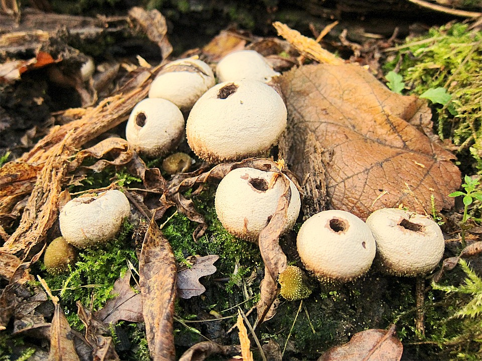Fungi Puffball Fungus - Free photo on Pixabay - Pixabay
