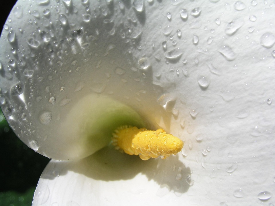 Lily White Flower - Free photo on Pixabay