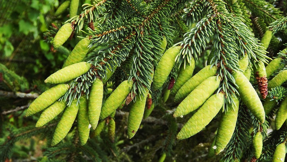 Flora Needle Larch Needles - Free photo on Pixabay - Pixabay
