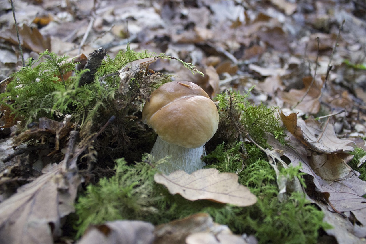 Champignon Rouge Blanc - Photo gratuite sur Pixabay - Pixabay